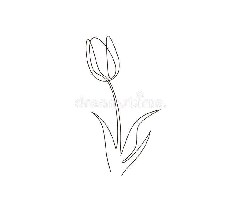 Tulip Continuous Line Drawing Art. Minimalist Contour Drawing Stock ...