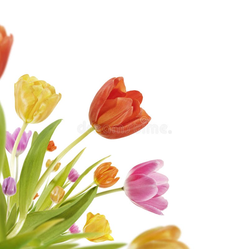 Tulip Corner stock image. Image of yellow, natural, white - 49577099