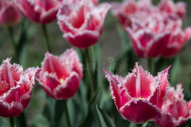 Toulip Flower Stock Photos - Free & Royalty-Free Stock Photos from ...