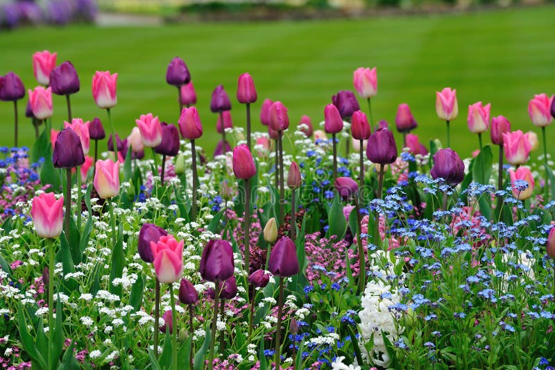Tulip and daisies pattern stock photo. Image of green - 15462066