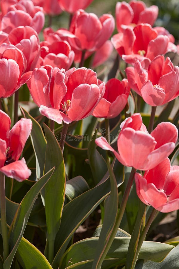 Tulip Design Impression Pink Flowers in Spring Sunlight Stock ...