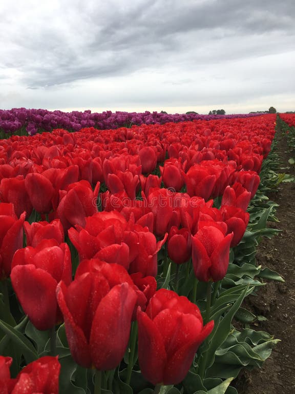 Tulip Farm arkivfoto. Bild av bostonian, färg, floror - 79293714