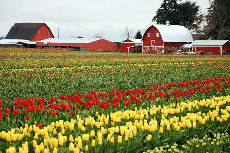 Tulip farm stock image. Image of outdoors, springtime - 9007289