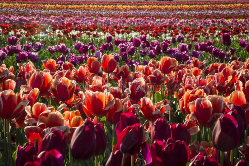 Field of Colorful Tulips in Spring Stock Image - Image of season ...