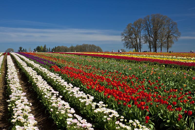 Tulip field stock photo. Image of tulip, agriculture - 11833998
