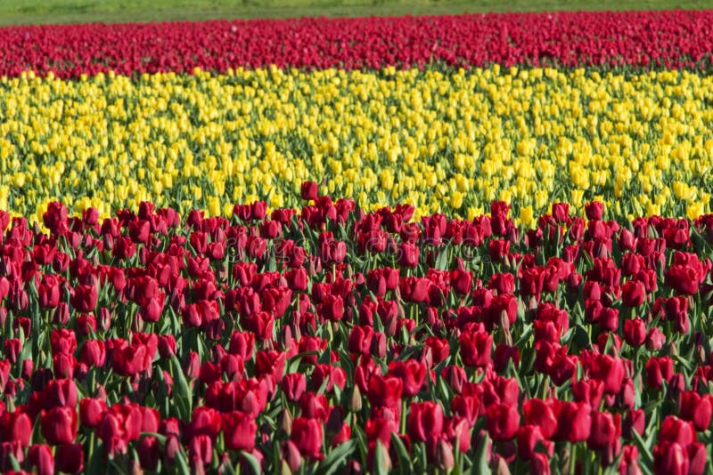 Tulip field stock image. Image of washington, valentines - 14461093