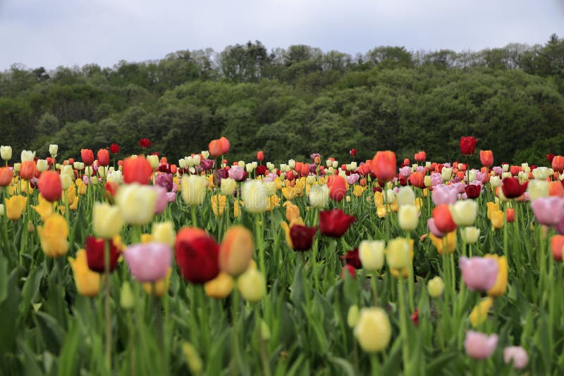 Tulip field stock photo. Image of sunny, field, nature - 147726382