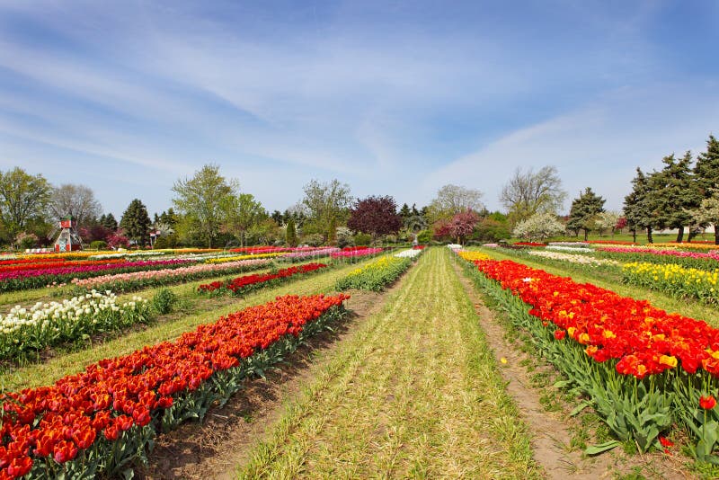 Tulip Row stock photo. Image of foliage, yellow, seasonal - 9265052
