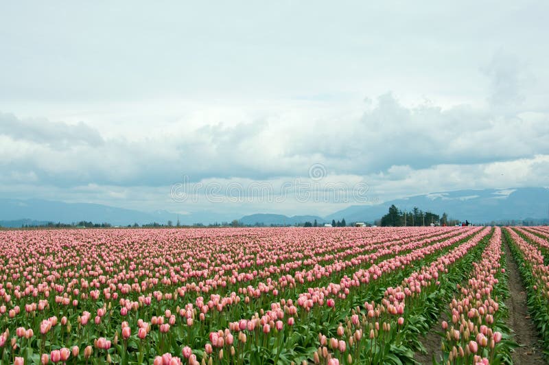 Tulip field stock image. Image of agriculture, bright - 21210157