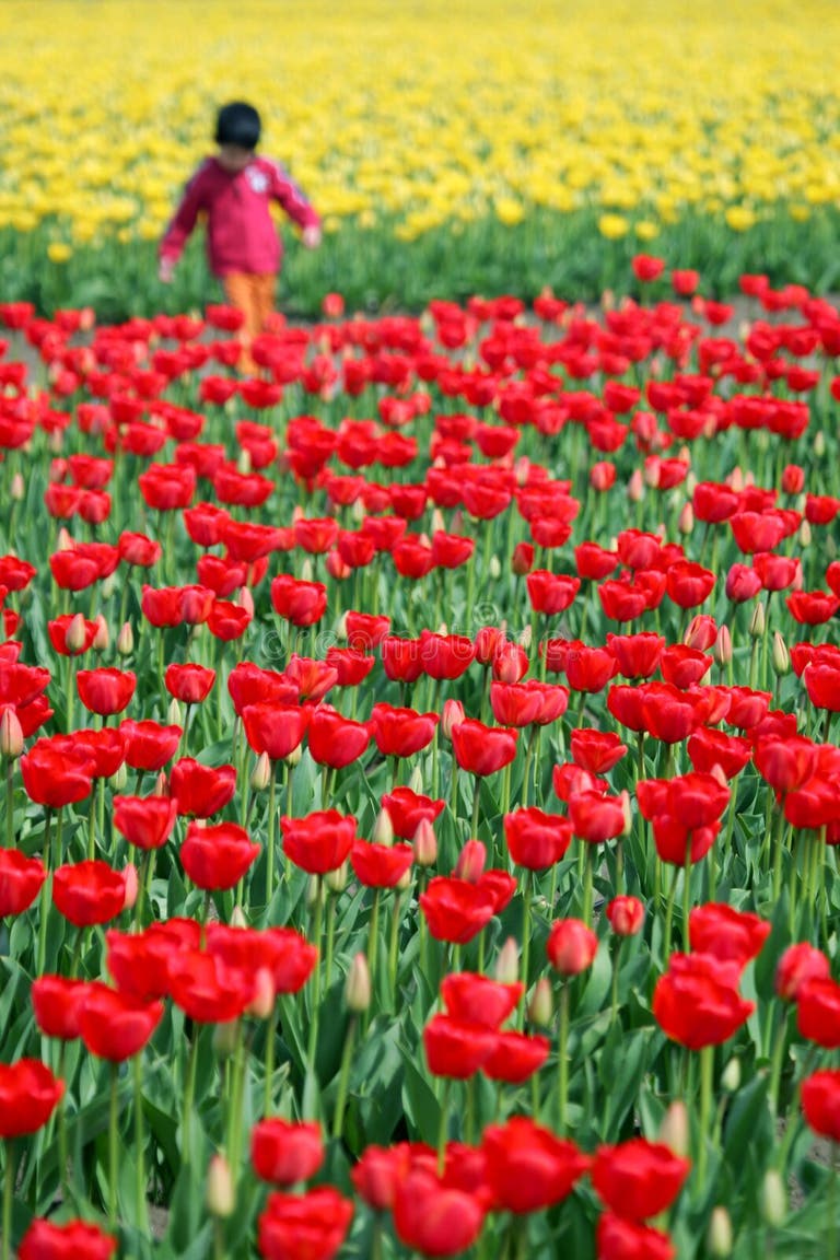 11,056 Tulip Field Row Stock Photos - Free & Royalty-Free Stock Photos ...