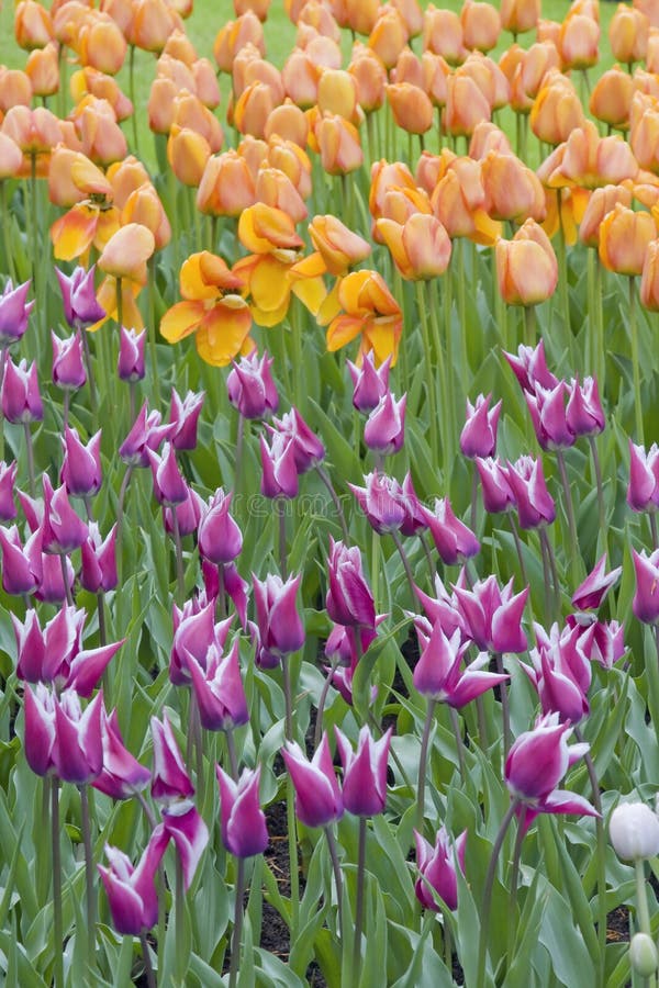 Tulip field stock photo. Image of field, leaves, flower - 28469194