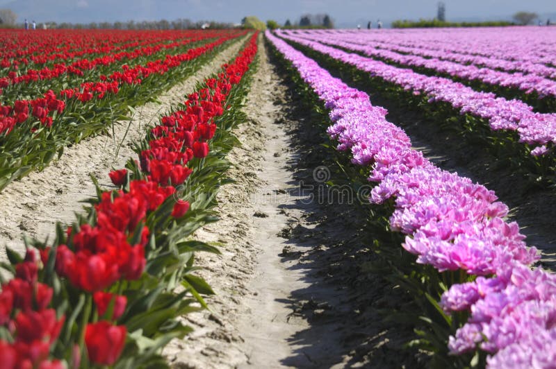 Tulip field stock photo. Image of natural, tulips, colorful - 319816