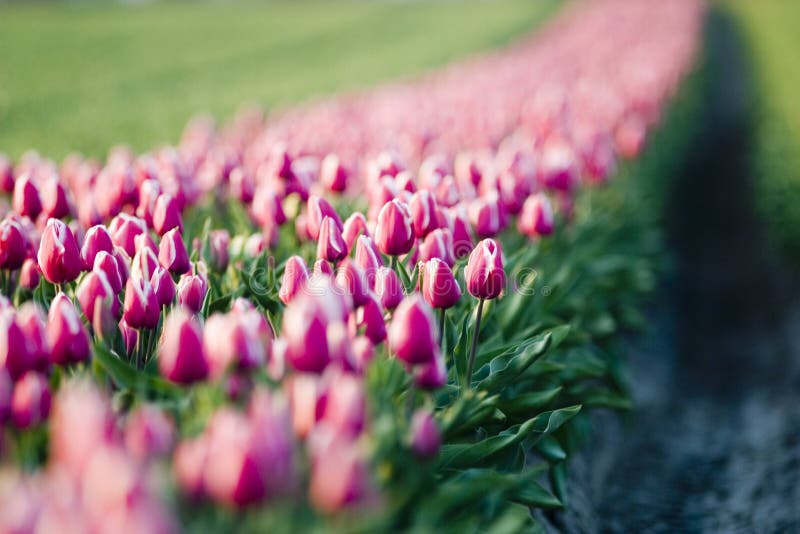 Tulip field stock photo. Image of tulip, leafs, close, field - 417072