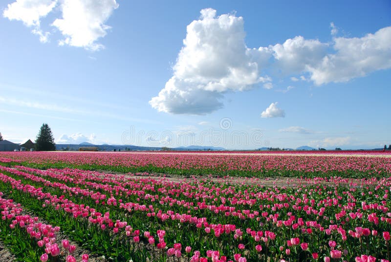 Tulip Field stock photo. Image of eastertide, hope, inspiring - 699130