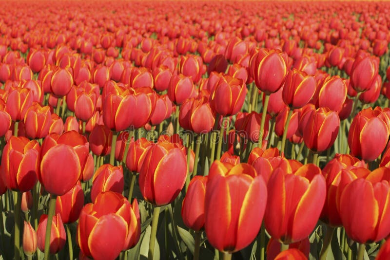 Tulip field stock image. Image of bright, farm, garden - 8186557