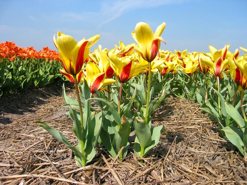 Tulip field stock image. Image of flower, border, garden - 92781
