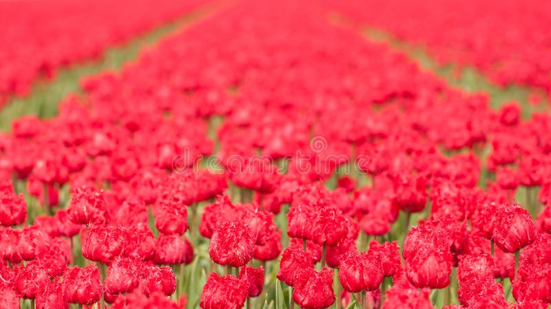 Tulip Field on Agricultural Land Stock Image - Image of business, plant ...