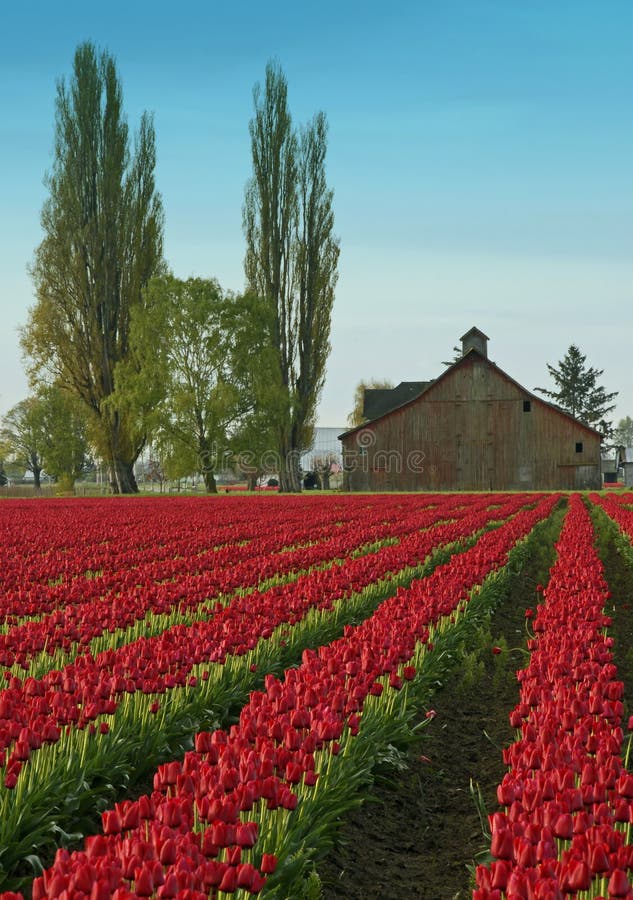 Tulip Field and Barn stock image. Image of farming, flower - 2313725