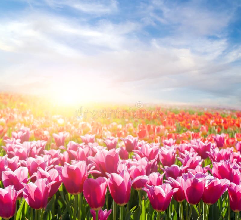 Tulip Field Blossom on a Spring Sunny Day Stock Photo - Image of ...