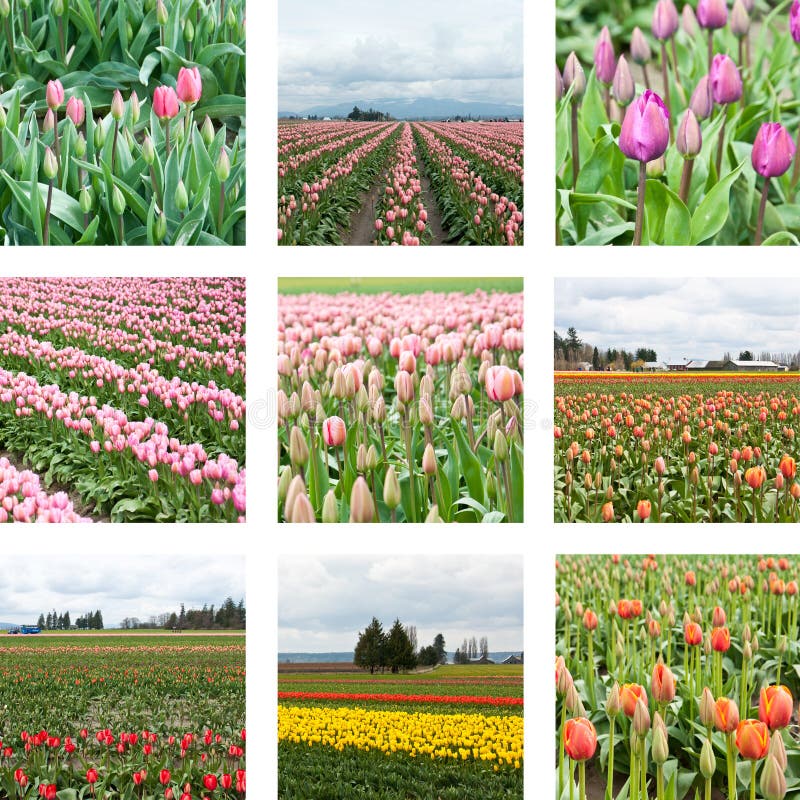 Tulip field collage stock photo. Image of bright, green - 23924926