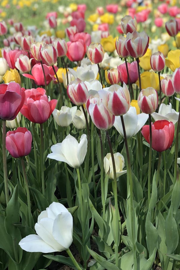Tulip field stock photo. Image of season, tulip, spring - 162406790