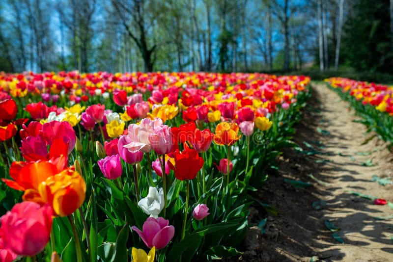Tulip Field with Different Colour Tulips. Sunny Weather in Spring Stock ...