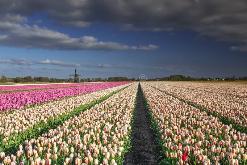 Tulip Field and Dutch Windmill in Springtime Stock Image - Image of ...