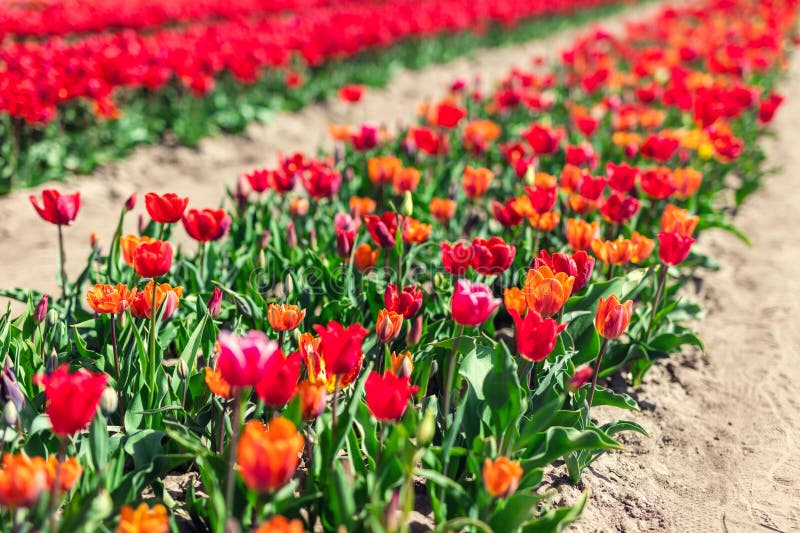 Tulip Field Farm in Spring Flowers in Bloom Stock Image - Image of ...