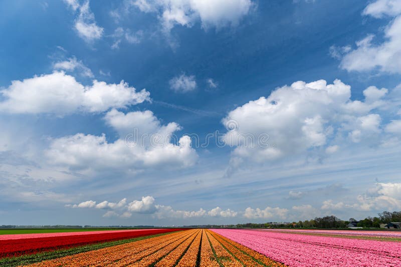 Tulip field stock image. Image of blossoms, spring, outdoor - 284806511