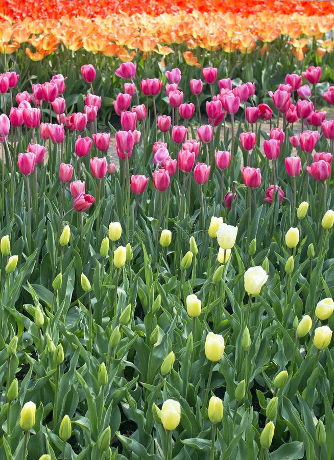 Tulip field stock image. Image of europe, botany, netherlands - 40167125