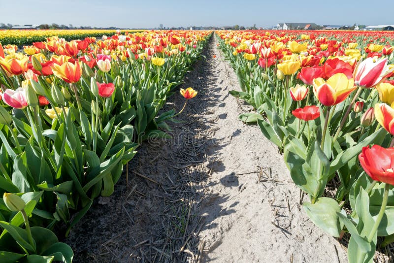 Tulip field stock photo. Image of outdoor, farmland - 115395772