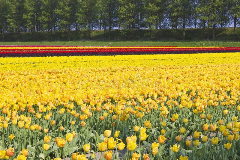 Tulip field stock image. Image of lisse, flower, fresh - 35052387