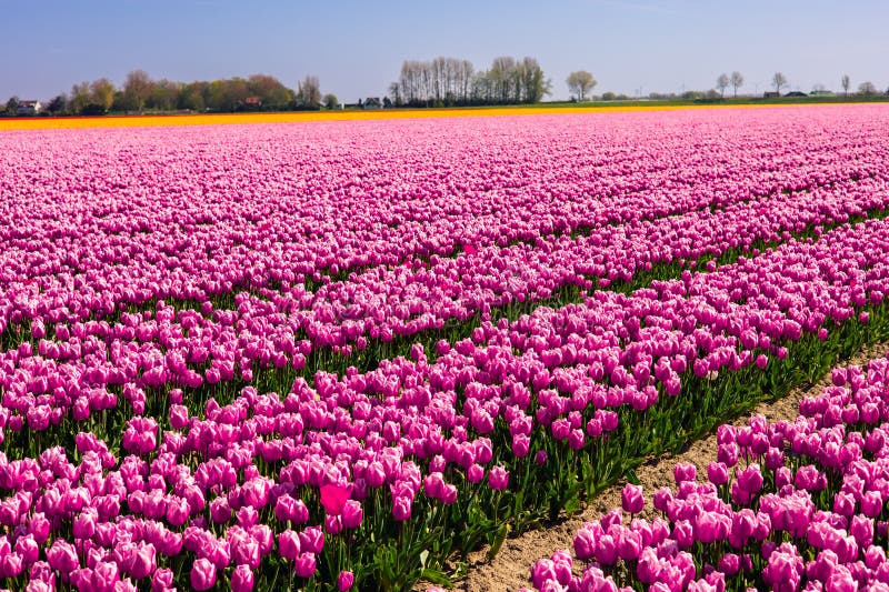 Tulip Field in the Netherlands. Rural Spring Landscape with Flowers ...