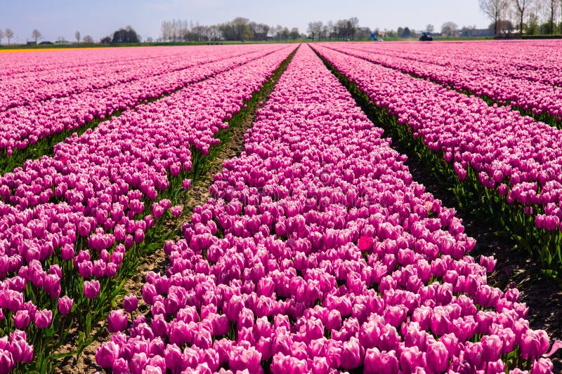 Tulip Field in the Netherlands. Rural Spring Landscape with Flowers ...