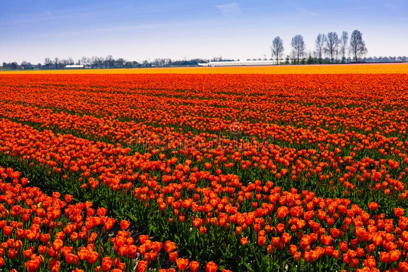 Tulip Field in the Netherlands. Rural Spring Landscape with Flowers ...