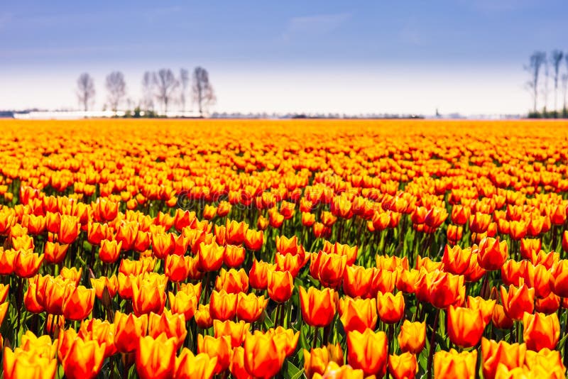 Tulip Field in the Netherlands. Rural Spring Landscape with Flowers ...