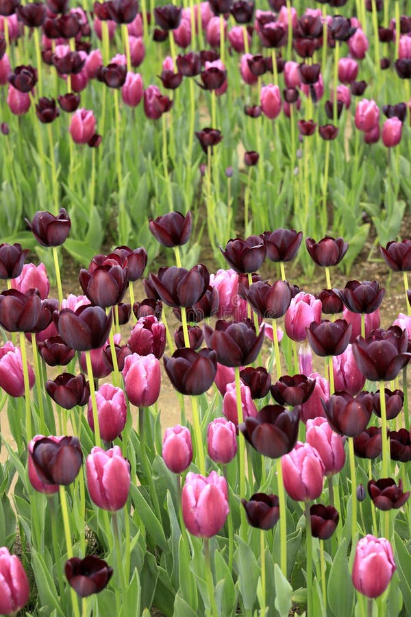 Tulip Field Pink and Purple Stock Image - Image of pink, clear: 147726137