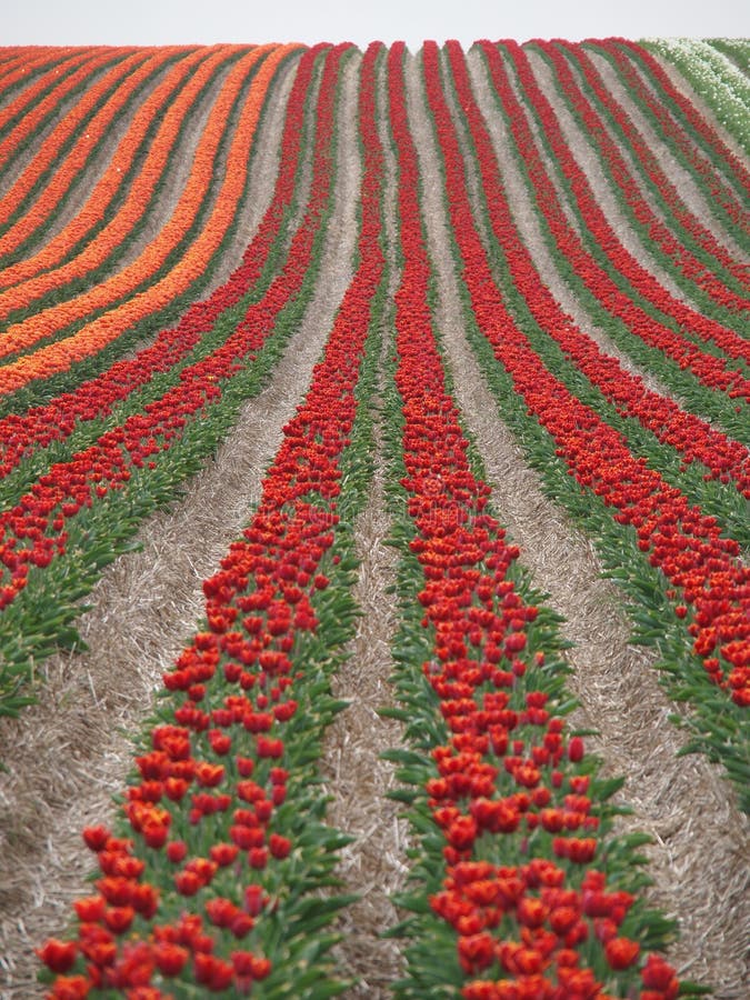 Tulip field stock photo. Image of line, garden, plant - 30970402