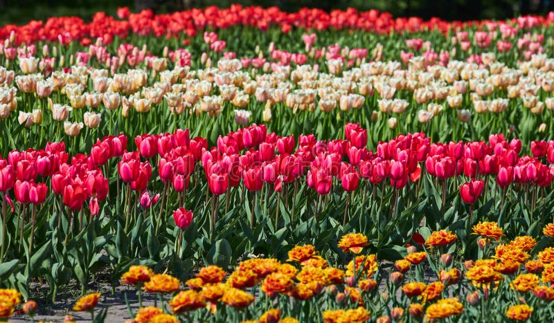 Tulip Field with Rows of Different Color Stock Image - Image of beauty ...