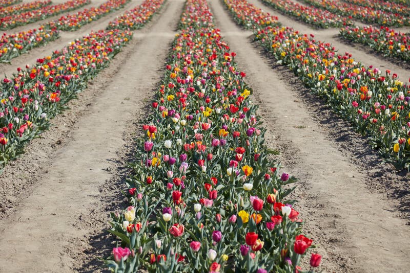 Tulip Field with Rows of Flowers in Assorted Colors in Spring Stock ...