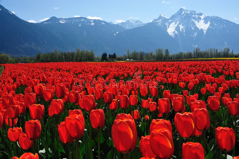Fantastic Spring Landscape with Tulip Fields Cultivated Outdoo Stock ...
