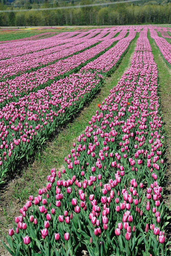 Tulip field in spring stock image. Image of nature, scenery - 12910201