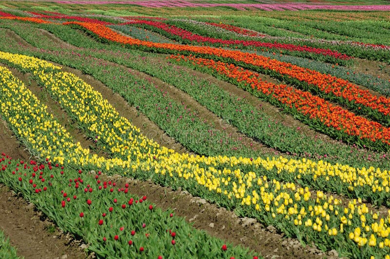 Tulip field in spring stock image. Image of scenic, purple - 13117195