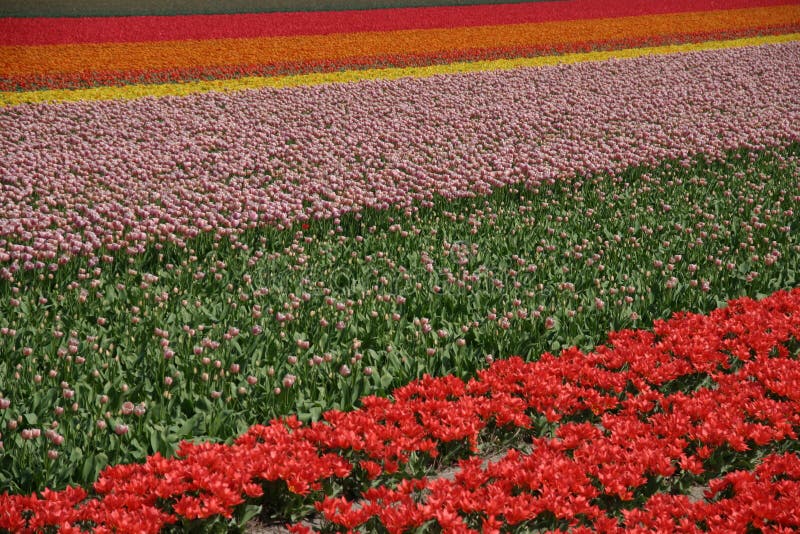 Ranunculus Flower Field, San Diego, CA Stock Image - Image of ...
