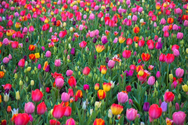 Tulip Field. Spring in the Netherlands Stock Photo - Image of garden ...