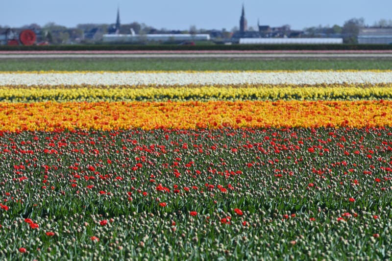 Tulip field stock photo. Image of blossoming, garden - 246790208
