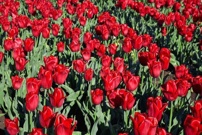 Tulip Field on Spring Sunny Day Stock Photo - Image of flora, bright ...