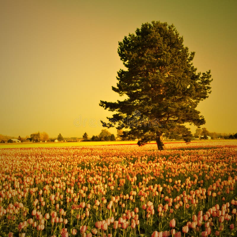 Tulip field with tree stock image. Image of green, rural - 14461107