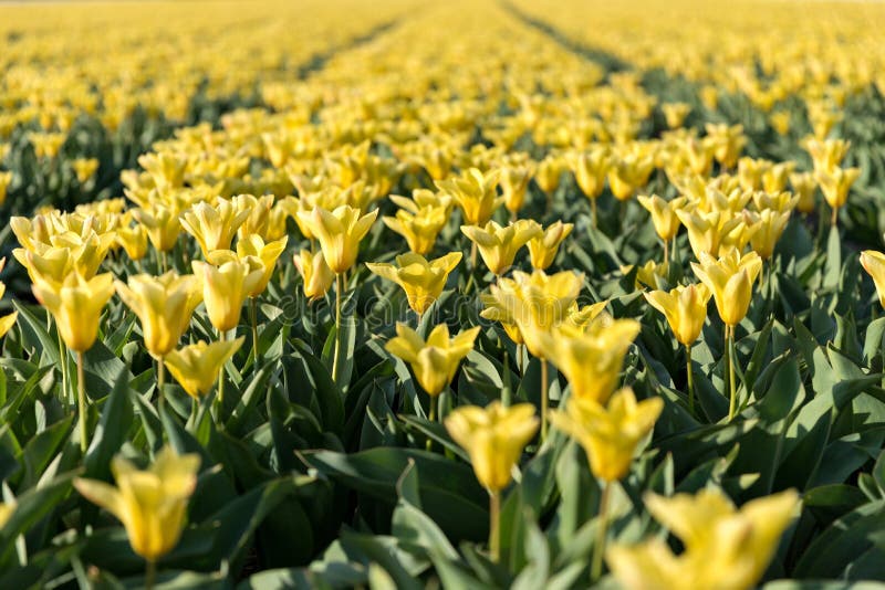 Tulip field stock image. Image of flowers, field, grower - 115250081