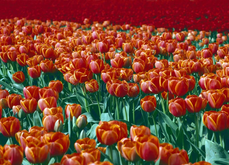 Tulip field stock photo. Image of landscapes, landscape - 30959132
